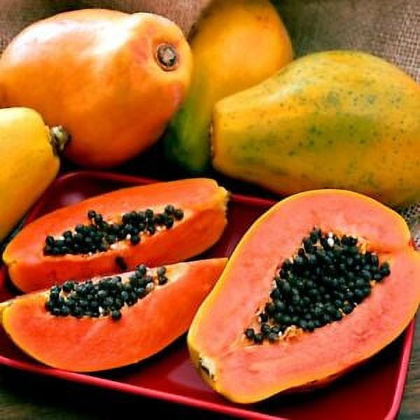 Dwarf Hawaiian Solo Sunrise Strawberry Papaya Tree Seeds, Carica Fruit ...