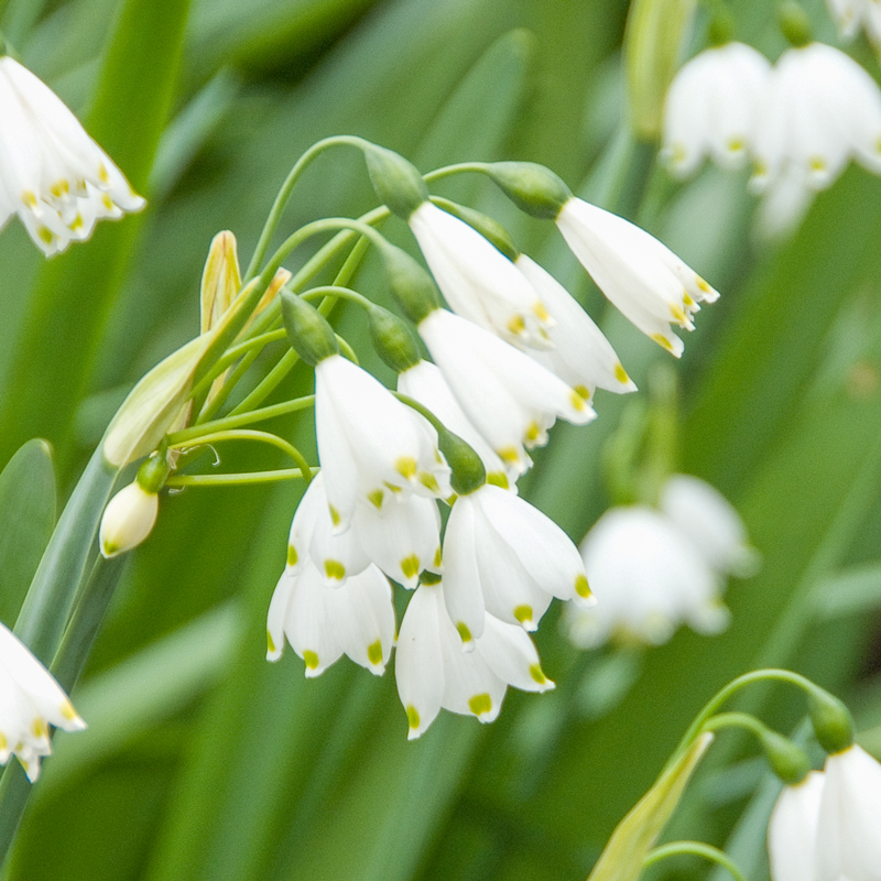 Gravetye Giant Leucojum Snowflakes Flower Bulbs - 5 Bulbs per Pack - Deer Resistant ...