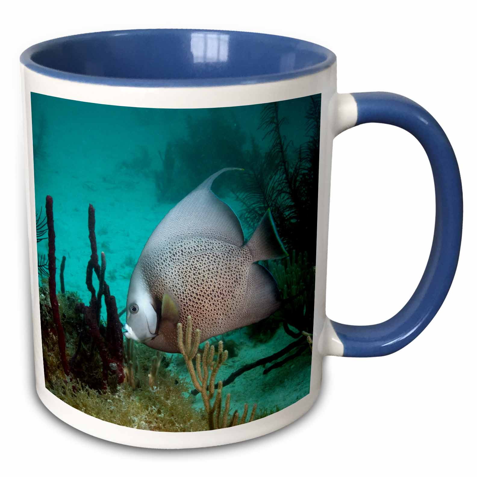 3drose, Gray Angelfish, Coral Reef Island, Belize - Sa02 Pox0068 - Pete ...