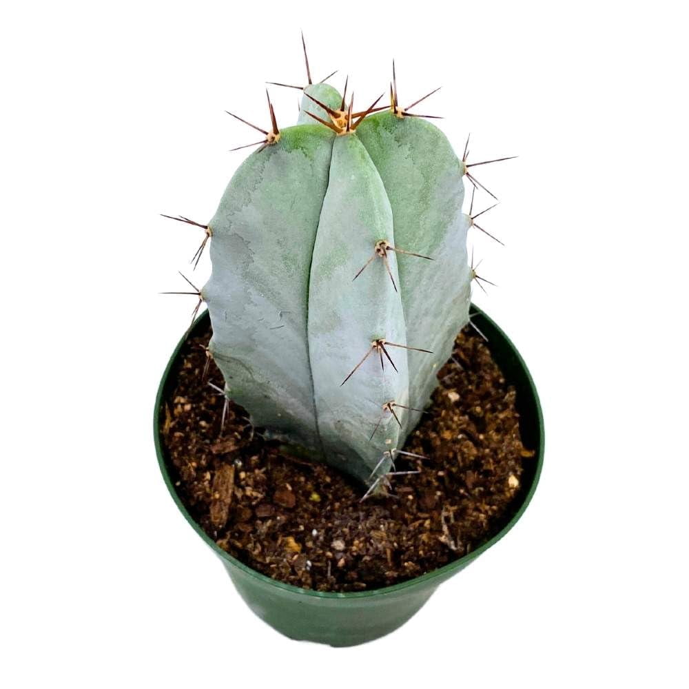 Gray Ghost stenocerus pruinoses, 4 inch Organ Pipe Cactus White ...