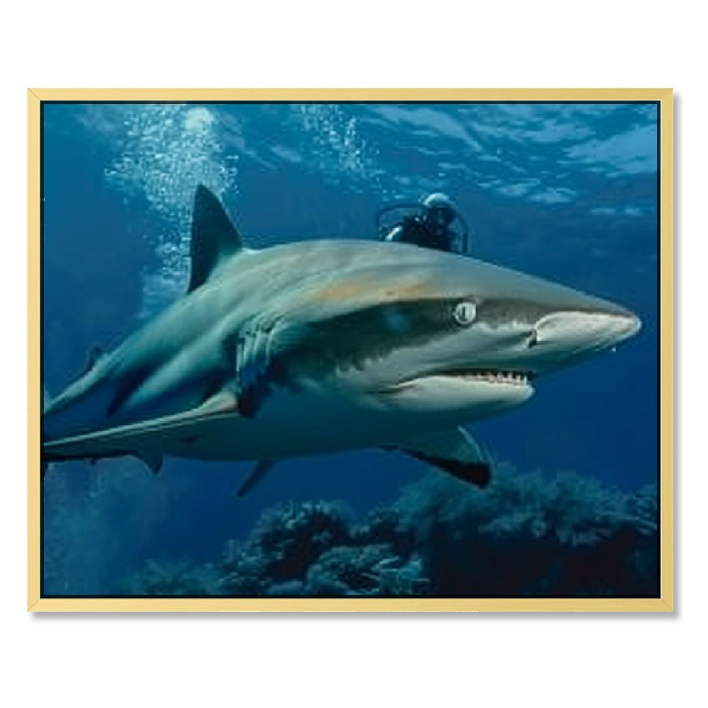 Gray Reef Shark Underwater Photograph Shark Posters for Walls Shark ...