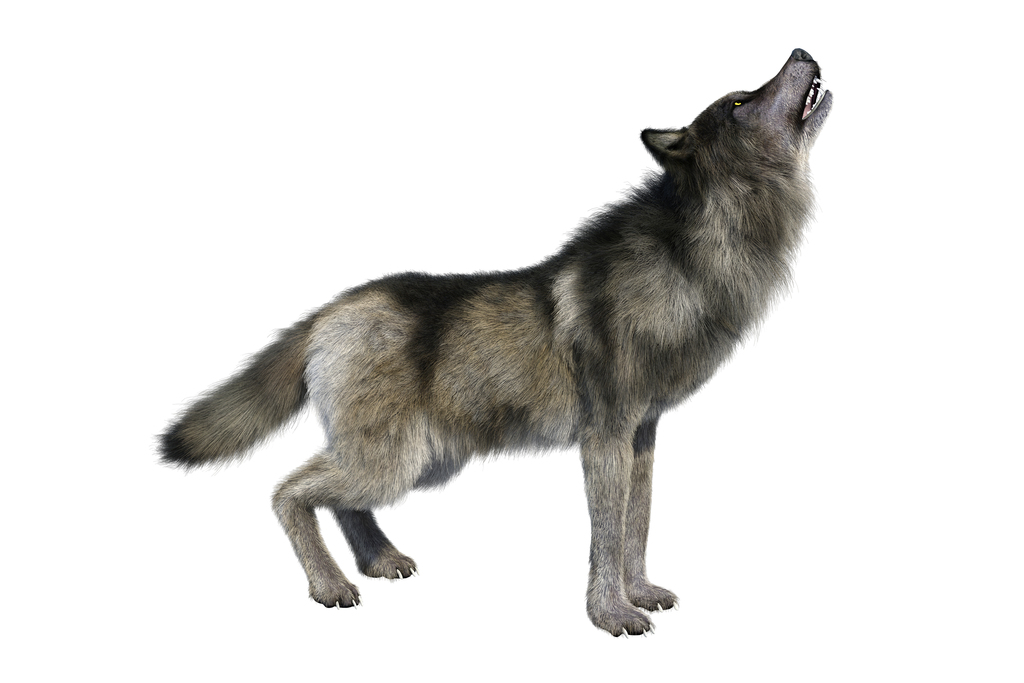 Gray Wolf Howling Isolated 3D Rendering Photo Wolf Posters For Walls ...