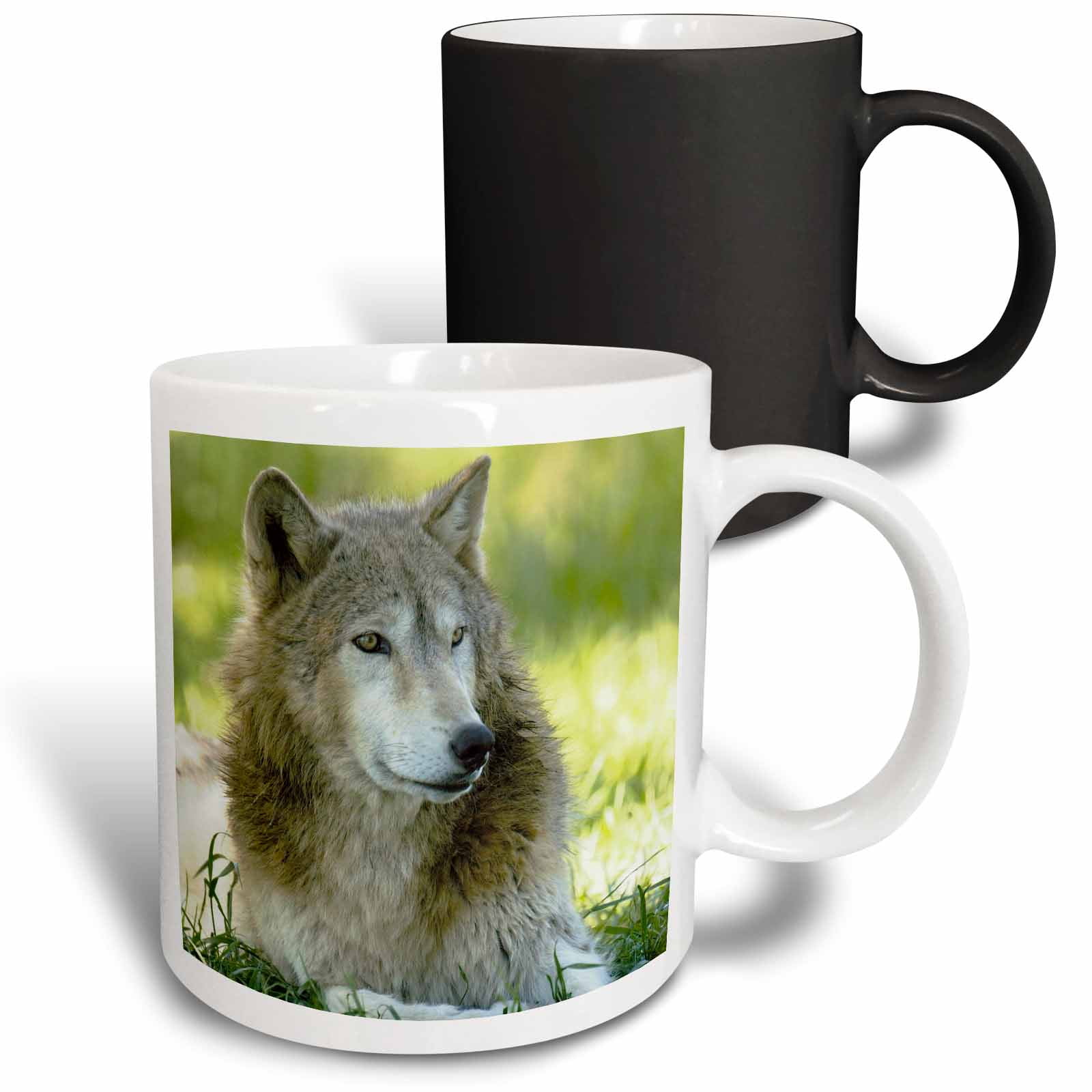 3drose, Gray Wolf, Timber Wolf. Bear World, Wyoming. Usa - Us51 Pox0035 ...