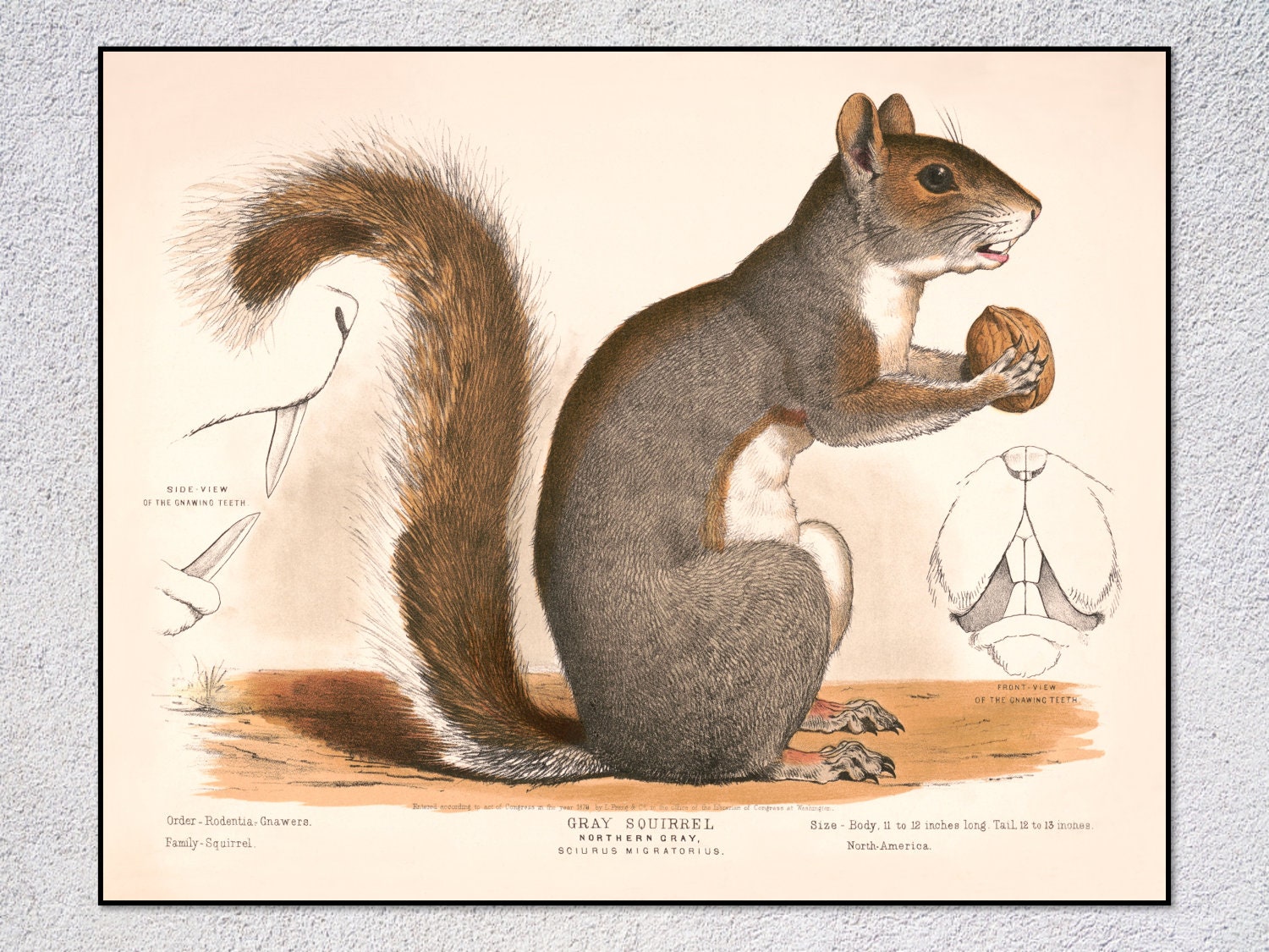 Gray squirrel, Northern gray, Sciurus migratorius |Science Wall Decor ...