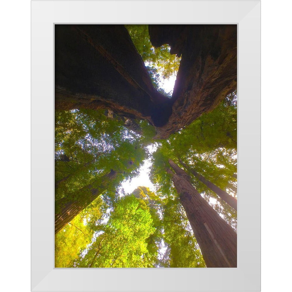 Grayscale 12x14 White Modern Wood Framed Museum Art Print Titled - Tree ...