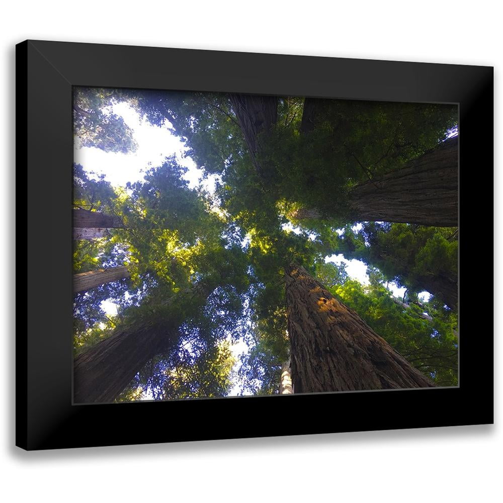 Grayscale 14x12 Black Modern Framed Museum Art Print Titled - Tree ...