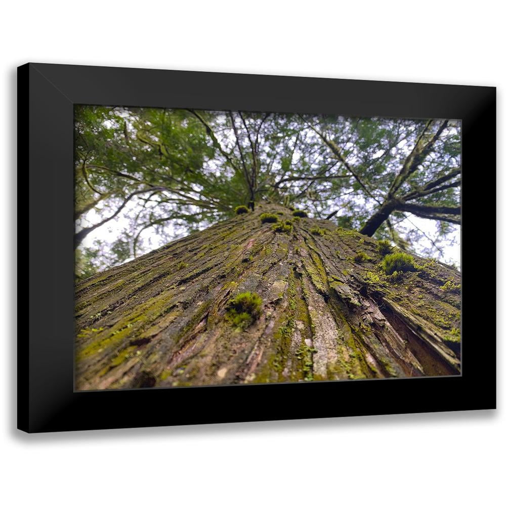 Grayscale 14x12 Black Modern Framed Museum Art Print Titled - Tree ...