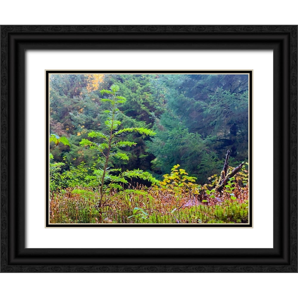 Grayscale 14x12 Black Ornate Wood Framed with Double Matting Museum Art ...