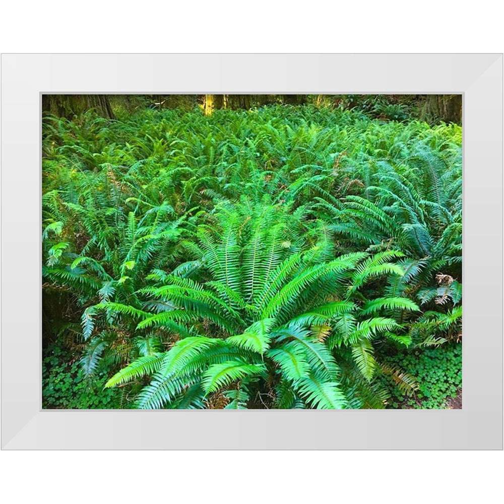 Grayscale 14x12 White Modern Wood Framed Museum Art Print Titled ...