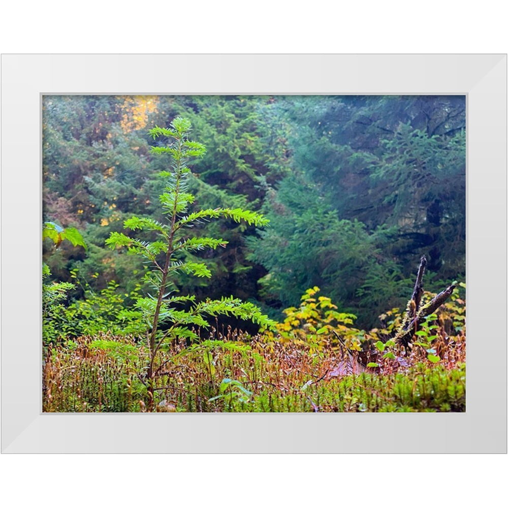 Grayscale 14x12 White Modern Wood Framed Museum Art Print Titled ...