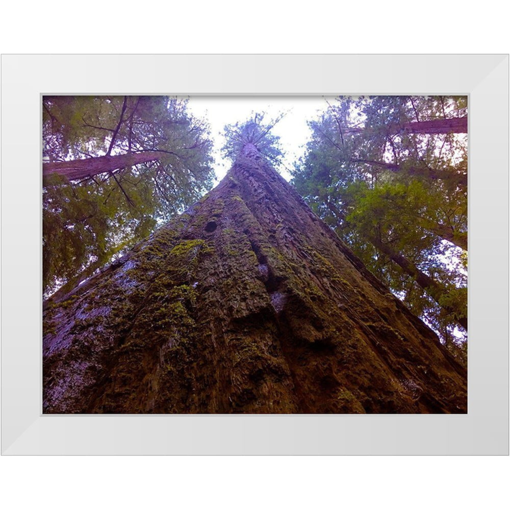 Grayscale 18x15 White Modern Wood Framed Museum Art Print Titled - Tree ...