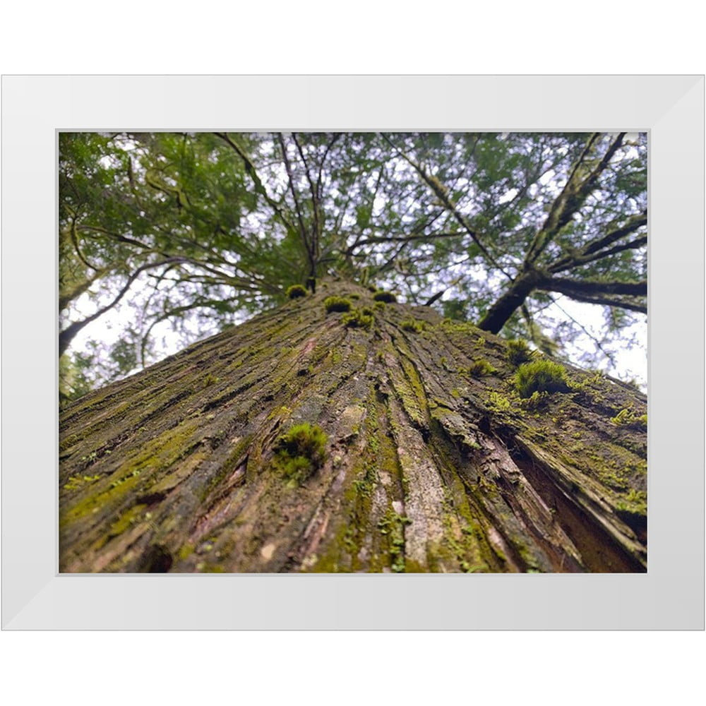 Grayscale 18x15 White Modern Wood Framed Museum Art Print Titled - Tree ...