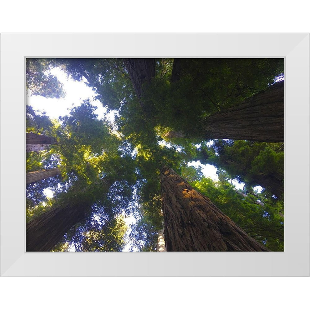 Grayscale 24x19 White Modern Wood Framed Museum Art Print Titled - Tree ...