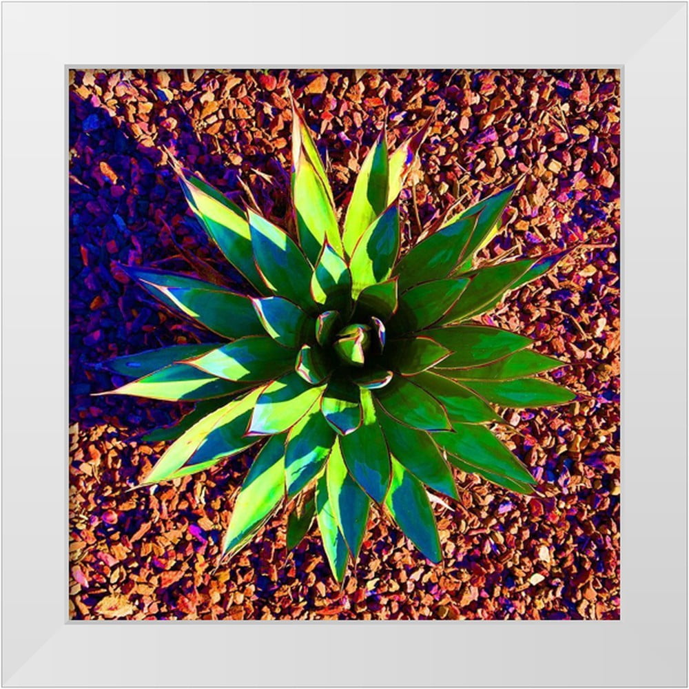 Grayscale 26x26 White Modern Wood Framed Museum Art Print Titled - Aloe ...