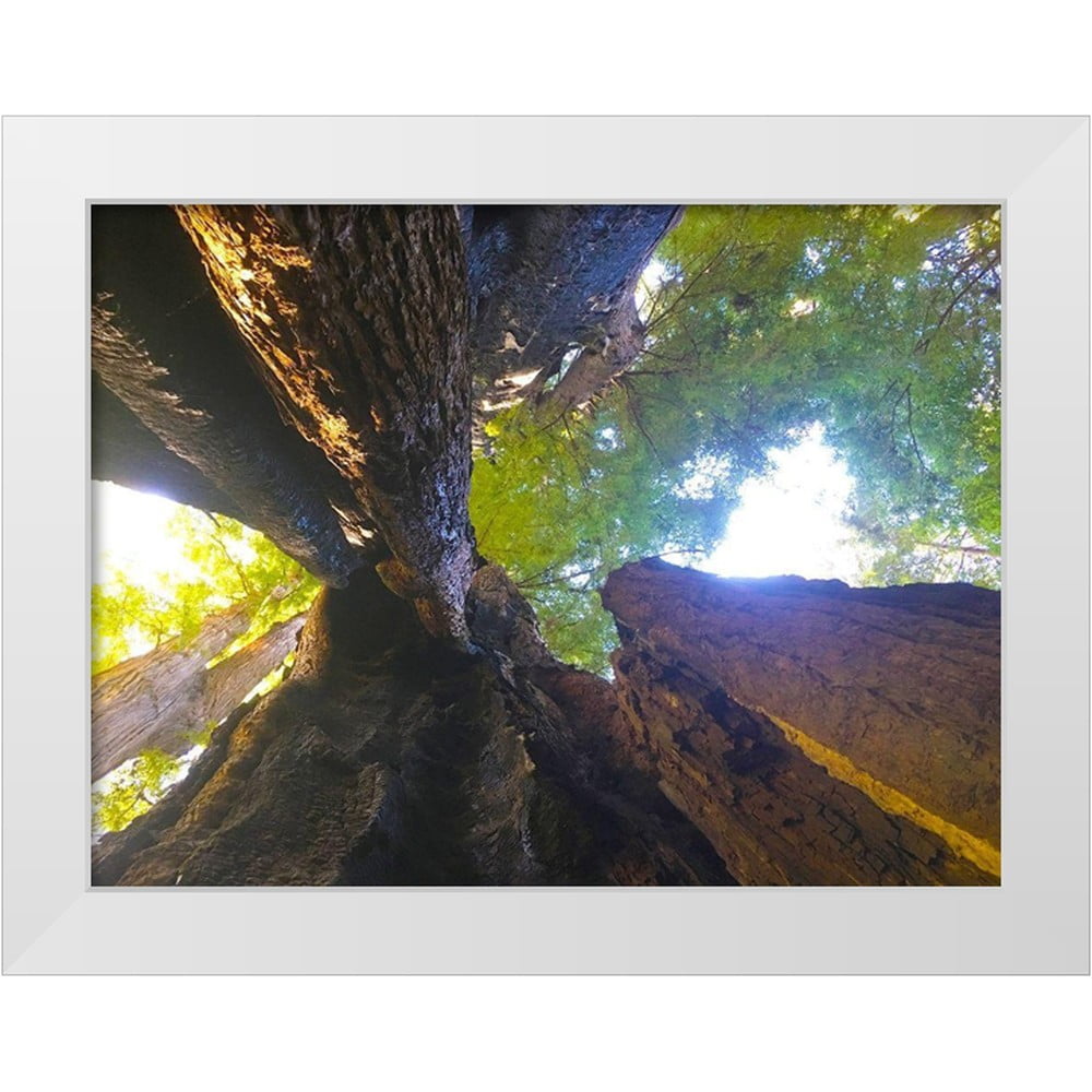 Grayscale 32x25 White Modern Wood Framed Museum Art Print Titled - Tree ...