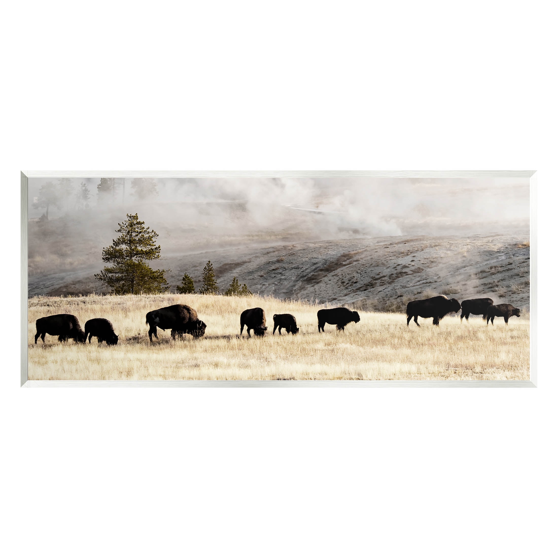 Grazing Bison Rural Country Fog Animals & Insects Photograph Unframed ...
