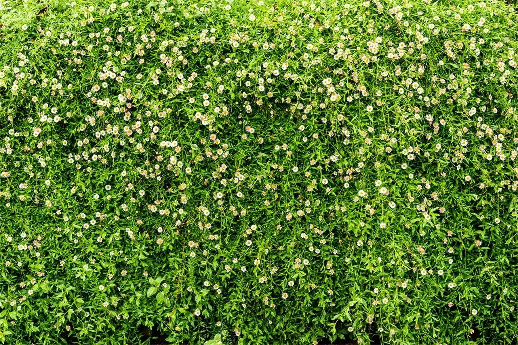 Gre Leaves Grass Wall Photo Studio Backdrop Spring Greery ration ...