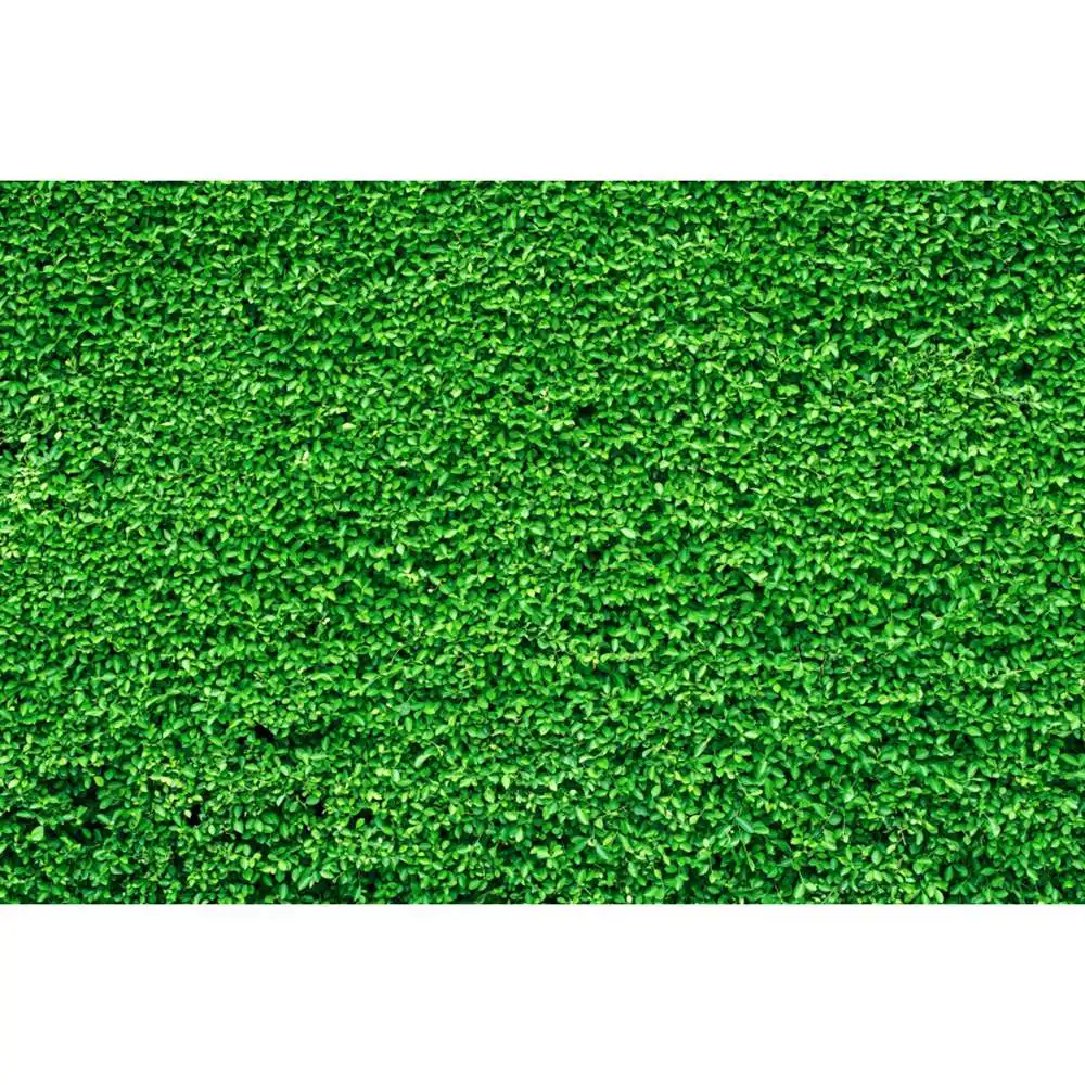 Gre Leaves Grass Wall Photo Studio Backdrop Spring Greery ration ...