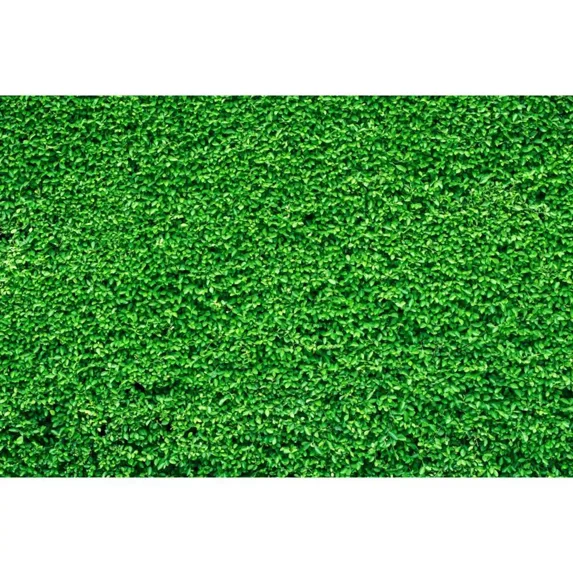 Gre Leaves Grass Wall Photo Studio Backdrop Spring Greery ration ...