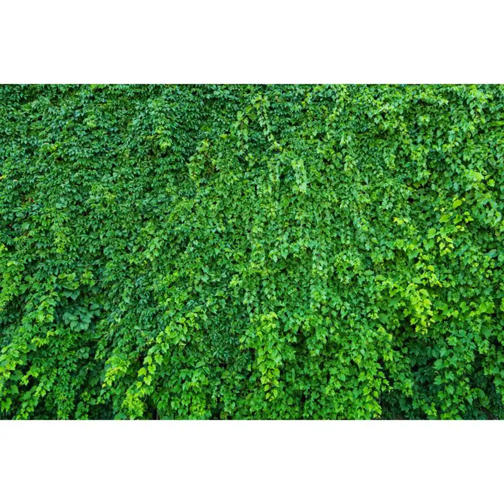 Gre Leaves Grass Wall Photo Studio Backdrop Spring Greery ration ...