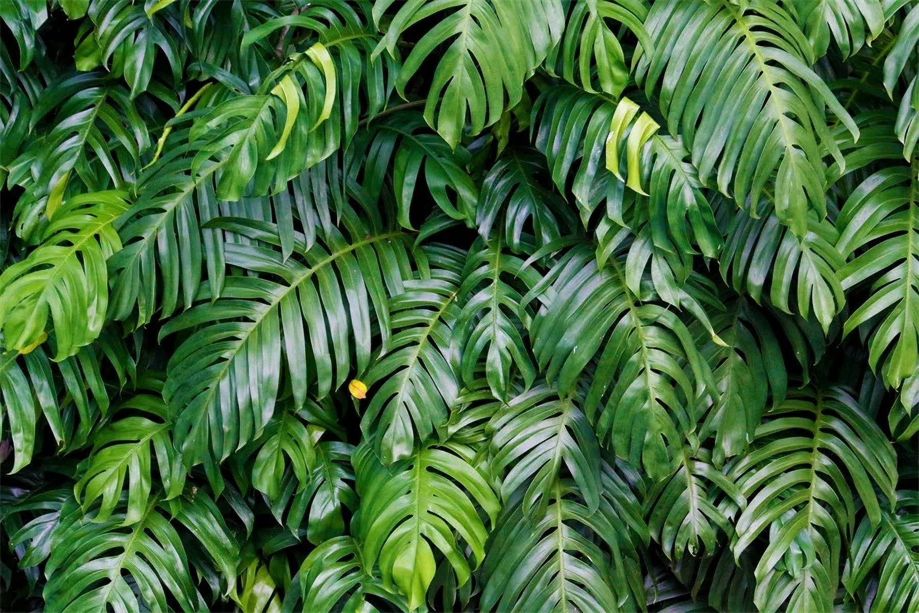 Gre Leaves Grass Wall Photo Studio Backdrop Spring Greery ration ...