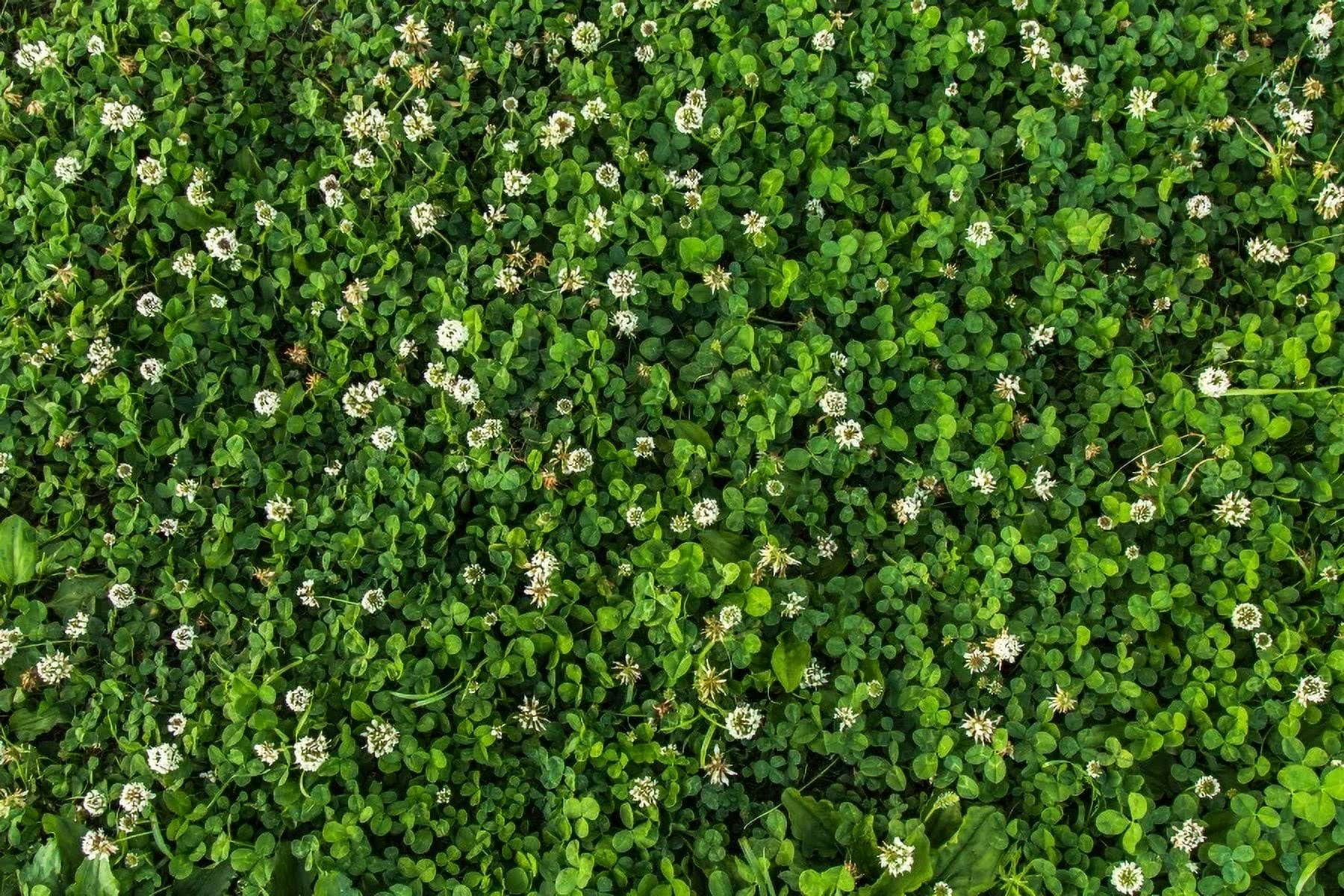 Gre Leaves Grass Wall Photo Studio Backdrop Spring Greery ration ...