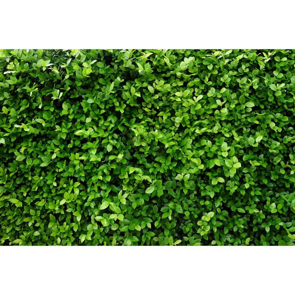 Gre Leaves Grass Wall Photo Studio Backdrop Spring Greery ration ...