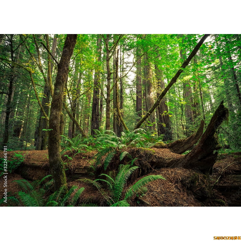 Gre Virgin Coniferous Forest Photography Backdrops Props Moss Tropical ...