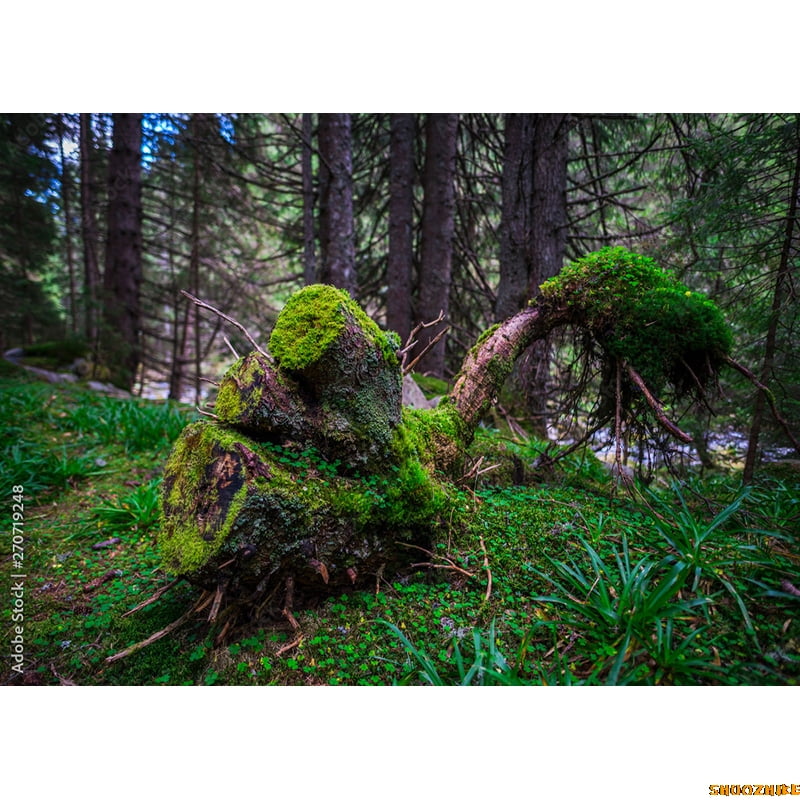Gre Virgin Coniferous Forest Photography Backdrops Props Moss Tropical ...