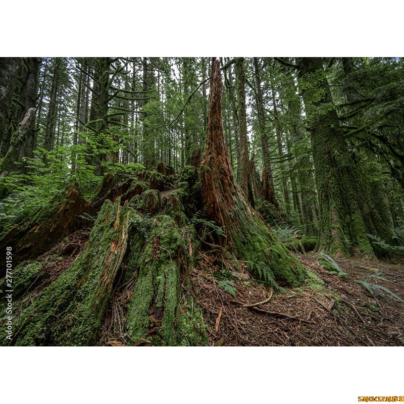 Gre Virgin Coniferous Forest Photography Backdrops Props Moss Tropical ...