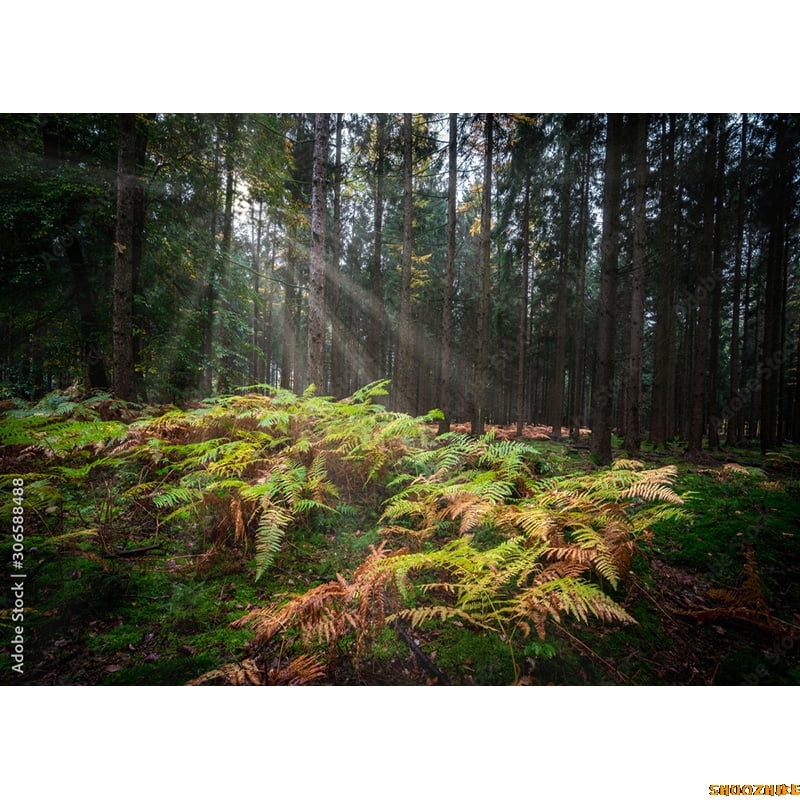 Gre Virgin Coniferous Forest Photography Backdrops Props Moss Tropical ...