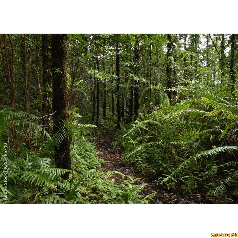 Gre Virgin Coniferous Forest Photography Backdrops Props Moss Tropical Nature Landscape Theme ...