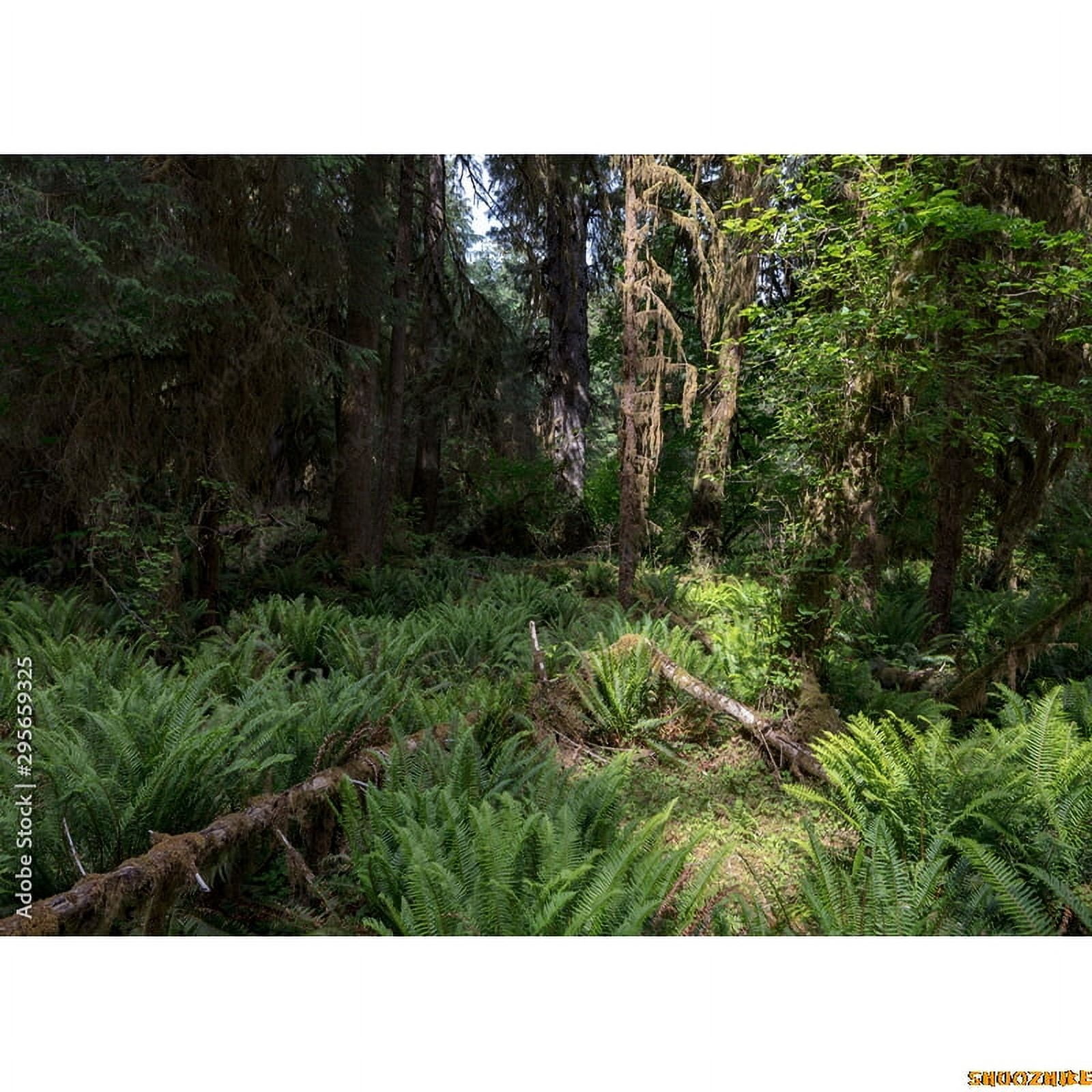 Gre Virgin Coniferous Forest Photography Backdrops Props Moss Tropical ...