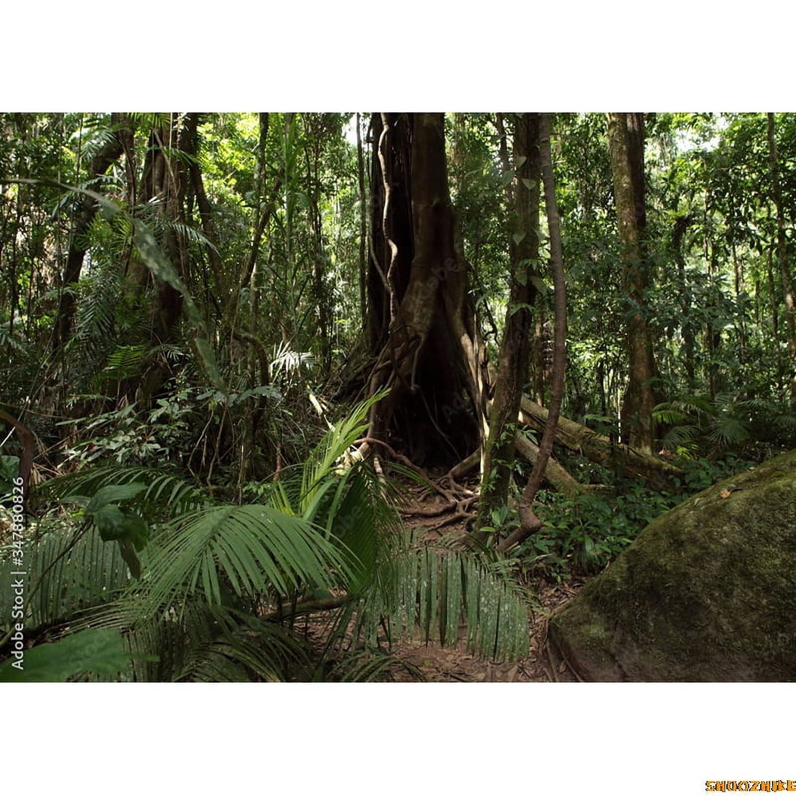 Gre Virgin Coniferous Forest Photography Backdrops Props Moss Tropical ...