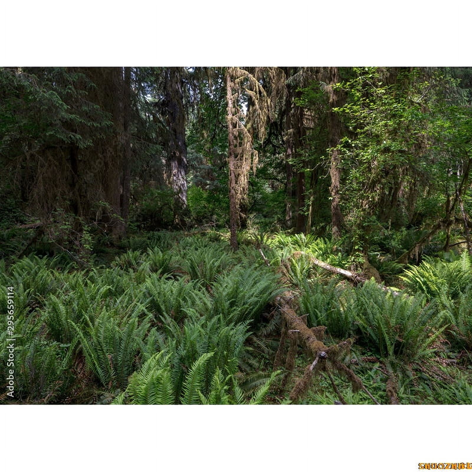 Gre Virgin Coniferous Forest Photography Backdrops Props Moss Tropical ...