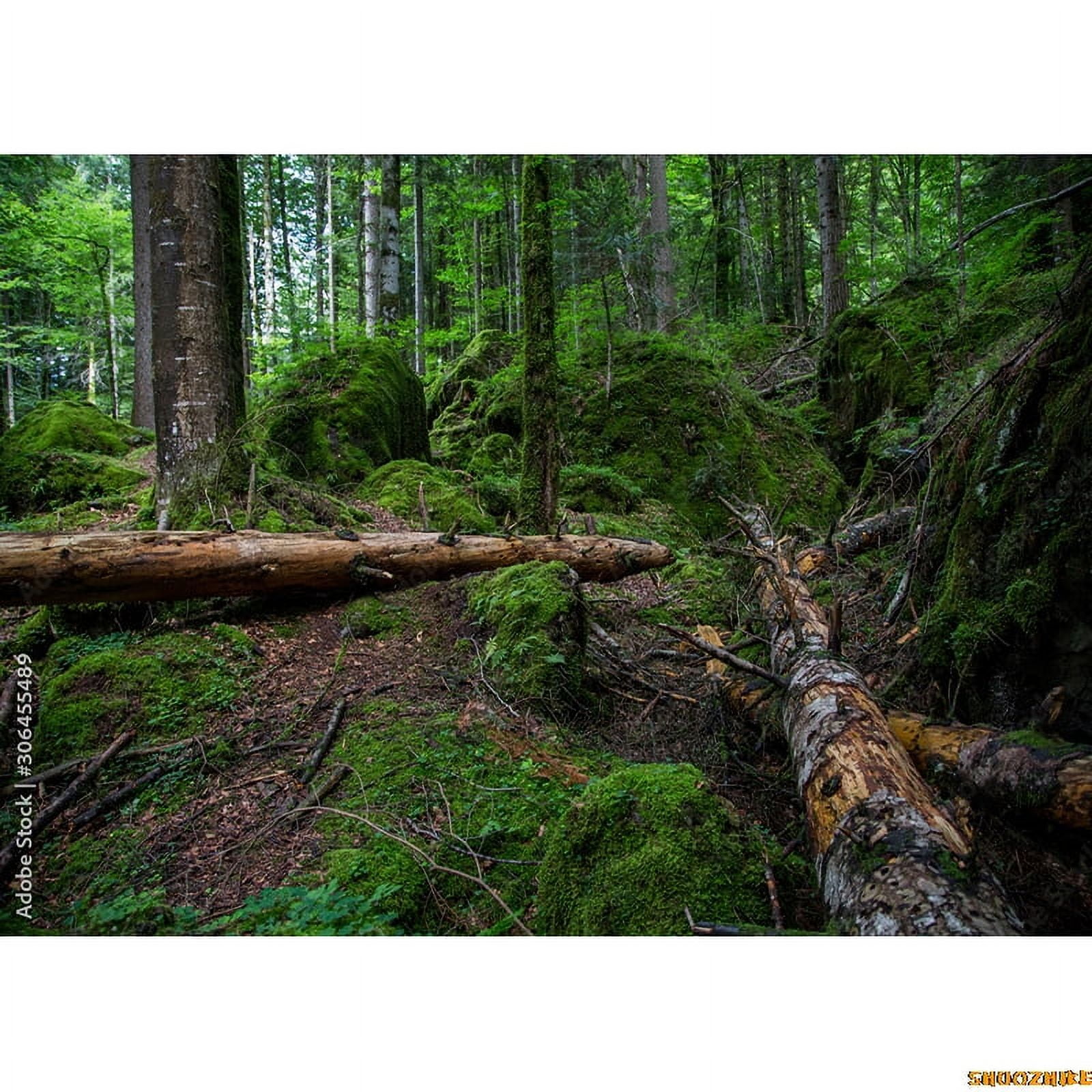 Gre Virgin Coniferous Forest Photography Backdrops Props Moss Tropical ...