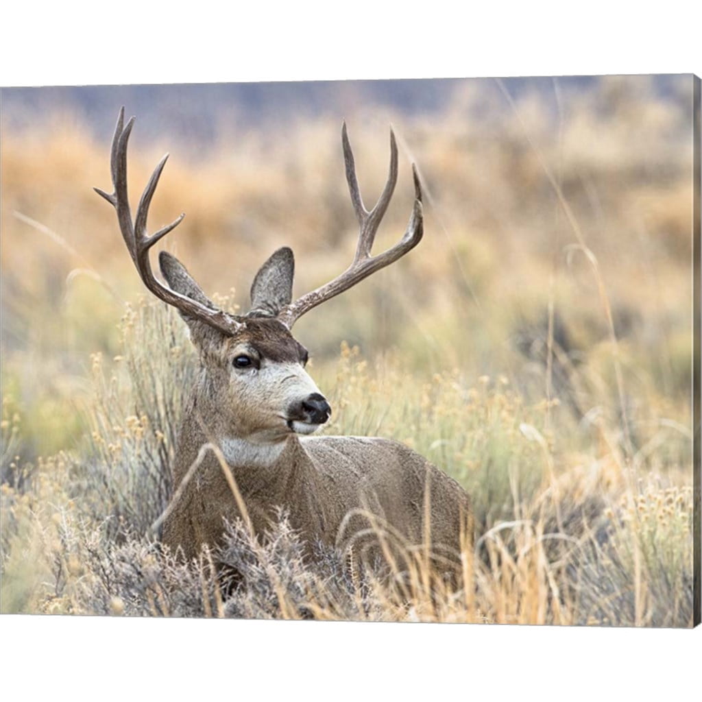 Great Art Now Mule Deer Buck by Larry McFerrin, Canvas Wall Art, 20W x ...
