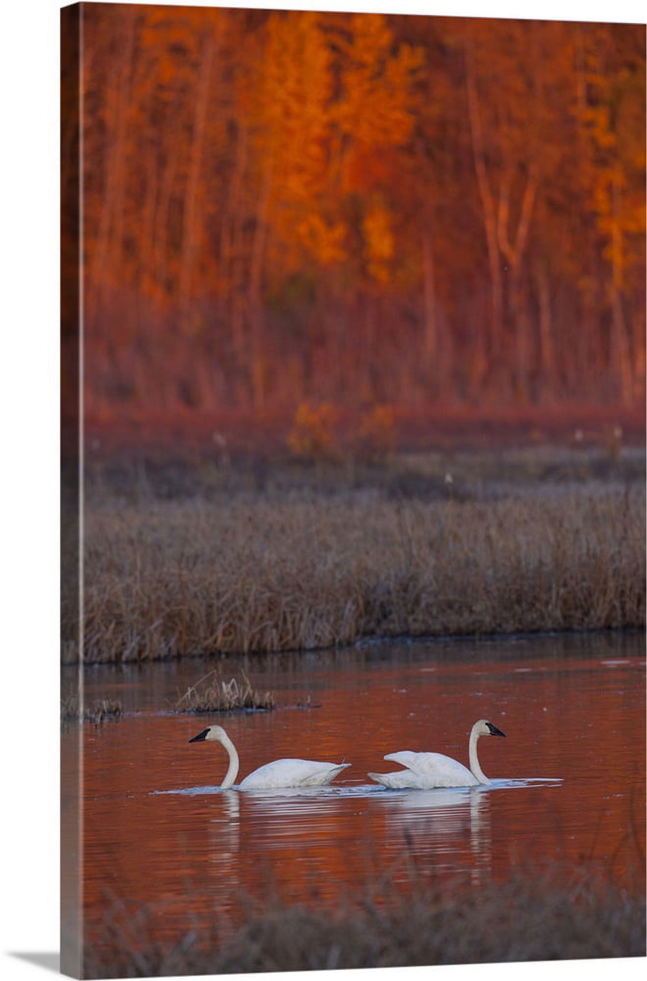 Great BIG Canvas | "A Pair Of Adult Trumpeter Swans Swim In Potter ...