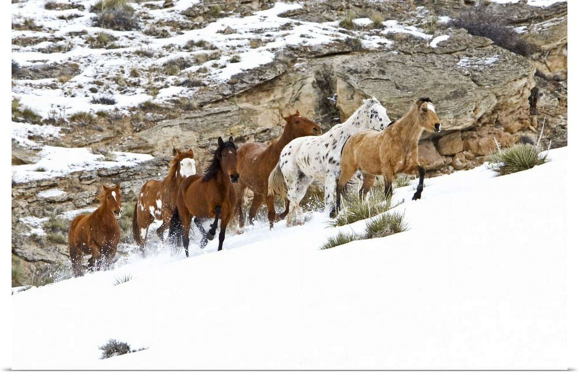 Great BIG Canvas | "A winter scene of running horses on The Hideout ...