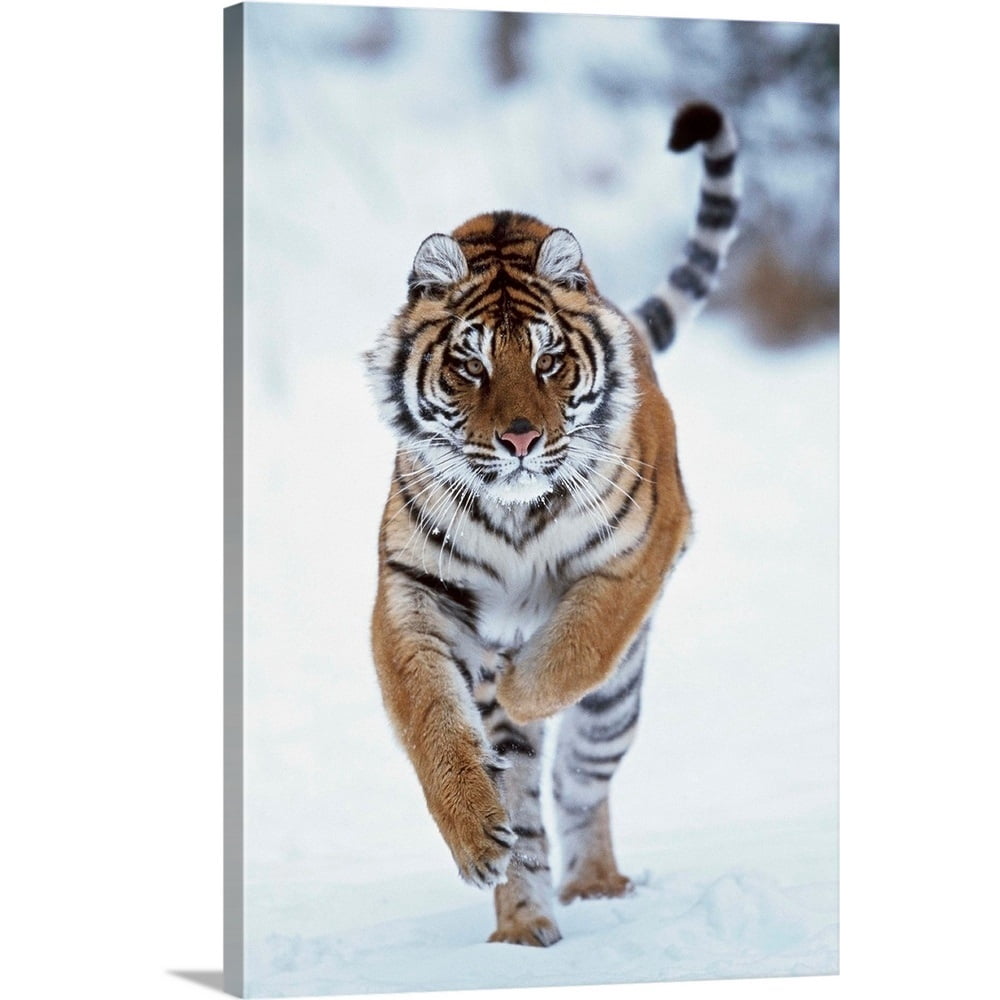 Great BIG Canvas | Animal Art - "Siberian Tiger Running In The Snow ...