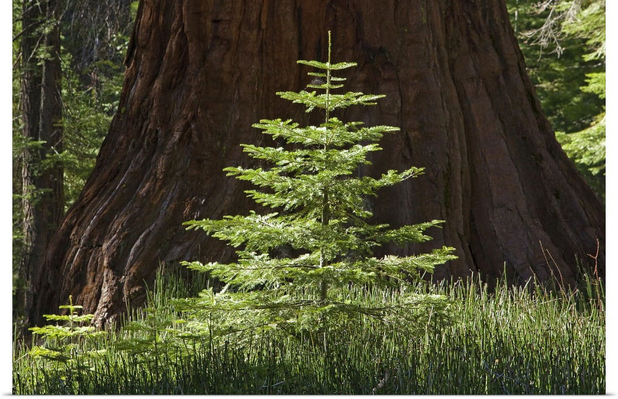 GBC | "Baby Redwood Tree in front of parent, Redwood Forest, Yosemite ...