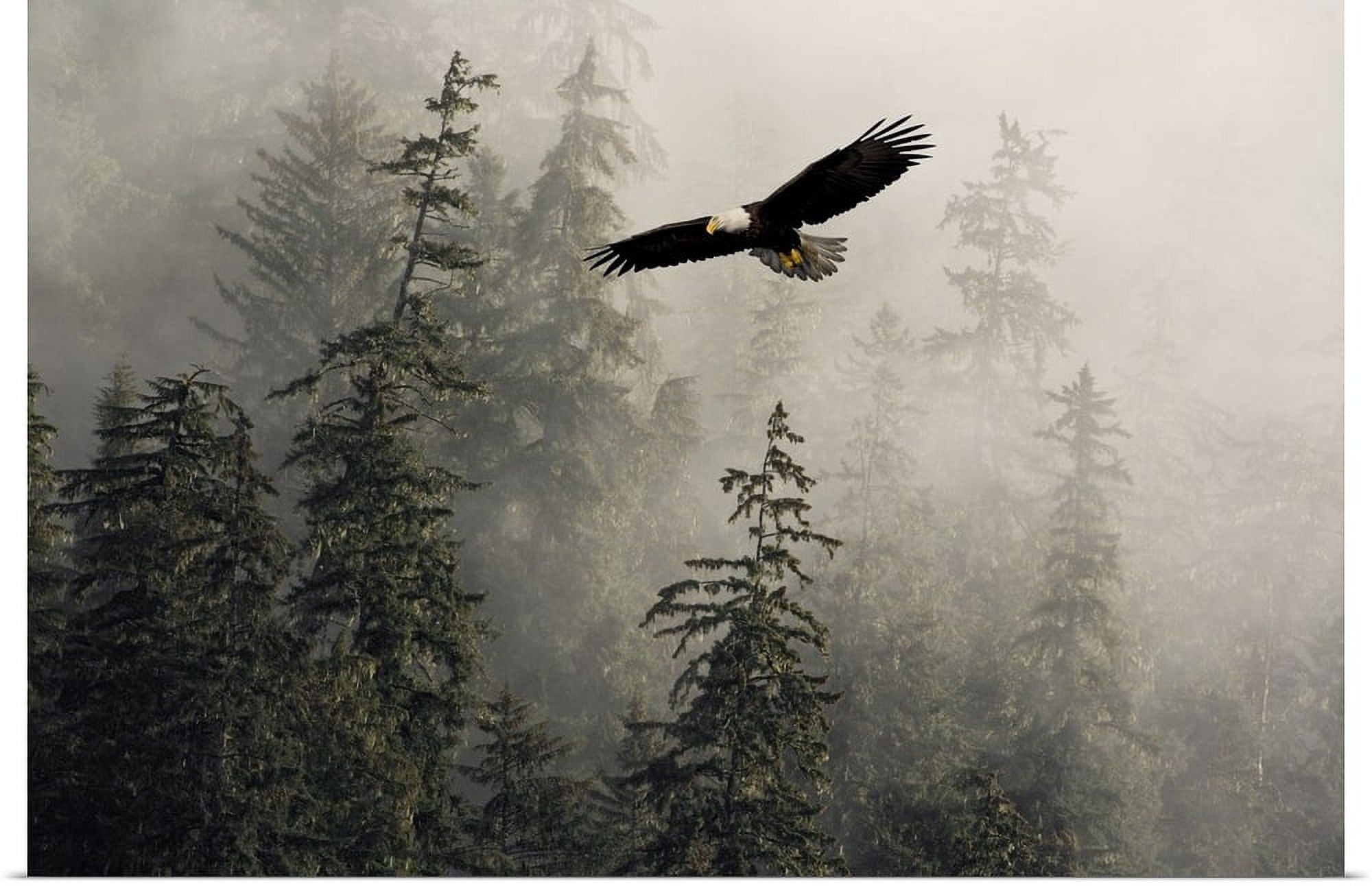 GBC | "Bald Eagle Soaring Through Misty Tongass Nat Forest Southeast ...
