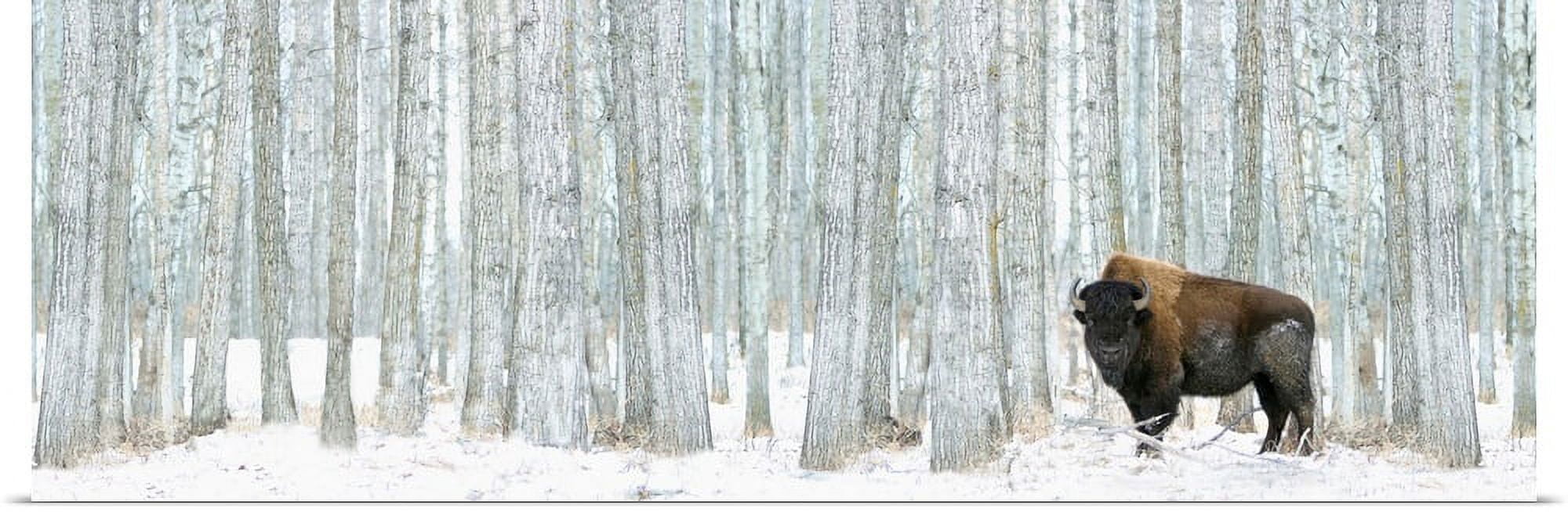 GBC | "Bison Standing In Snow Among Poplar Trees In Elk Island National ...