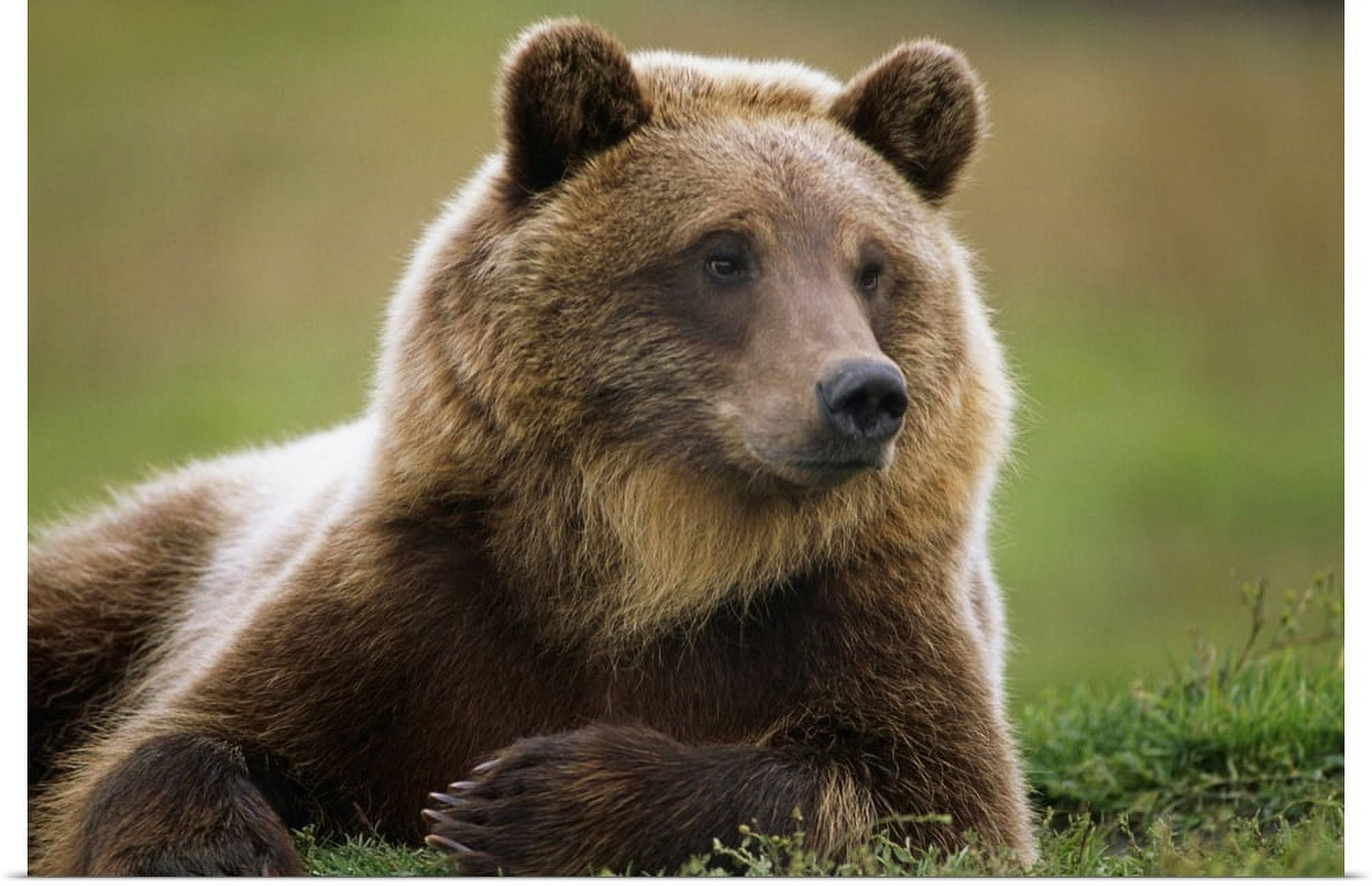 Great BIG Canvas | "Brown Bear Laying Down, Southcentral Alaska" Art ...