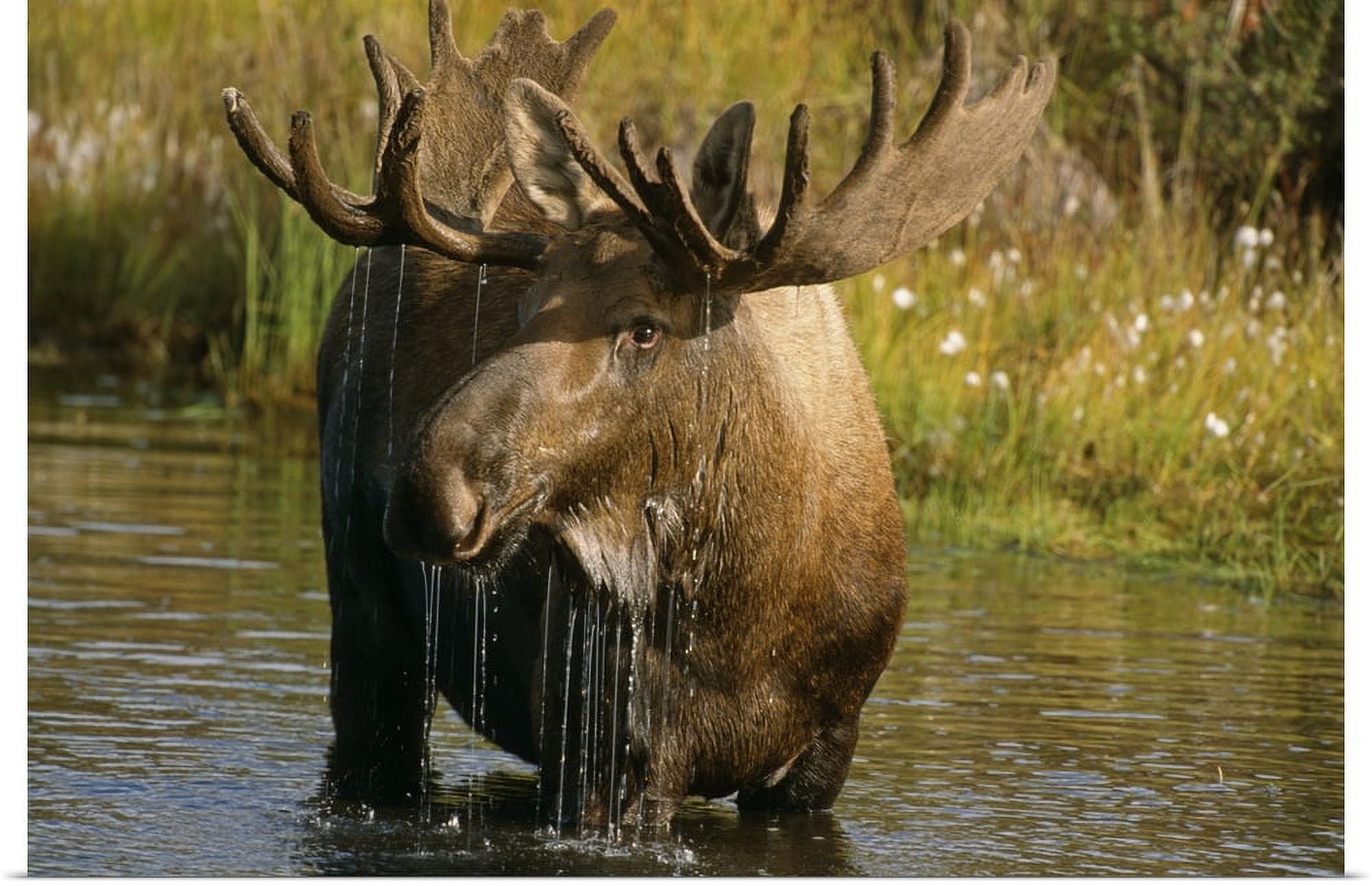 GBC | "Bull Moose In Pond, Denali National Park, Alaska" Art Print ...
