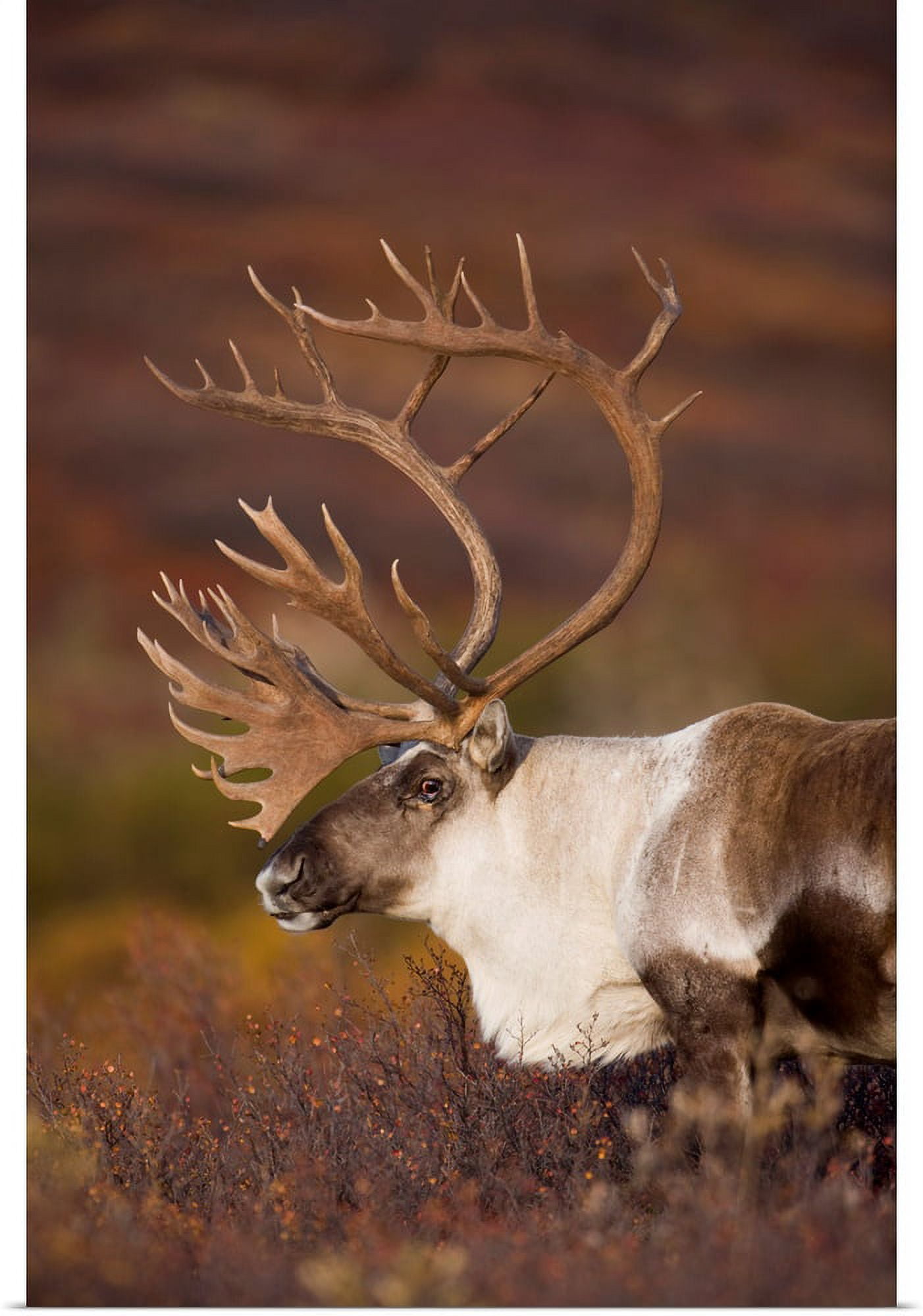 Tundra Caribou
