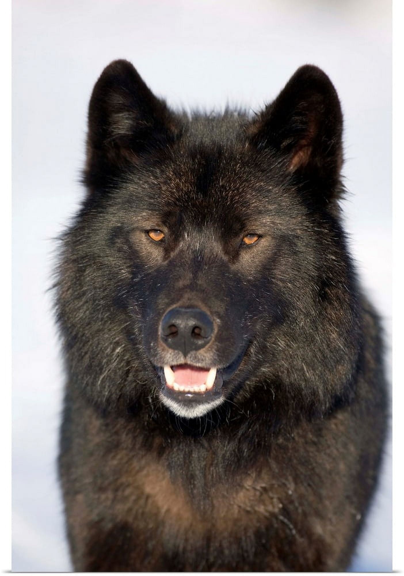 Great BIG Canvas | "Close-Up Archipelago Wolf In Black Color Phase ...