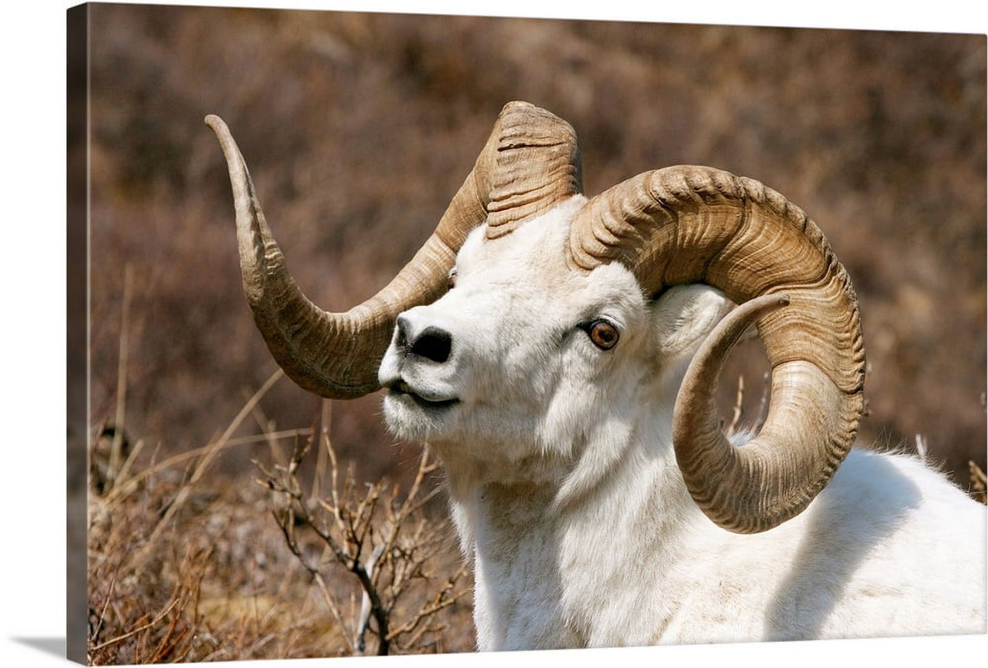 Great BIG Canvas | "Close up portrait of a full curl Dall Sheep ram ...