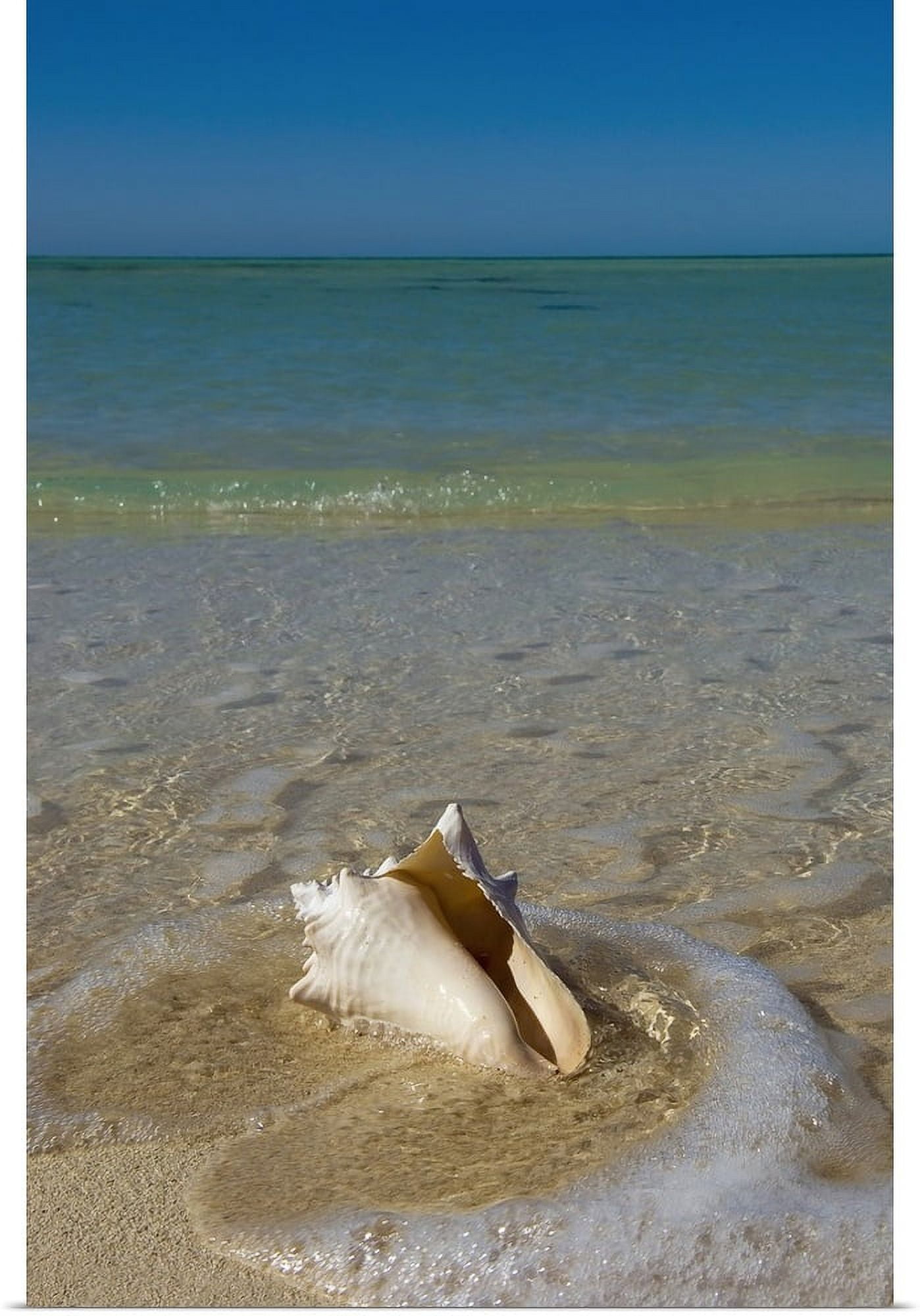Great BIG Canvas | "Florida, Florida Keys, Conch shell on sandy beach ...