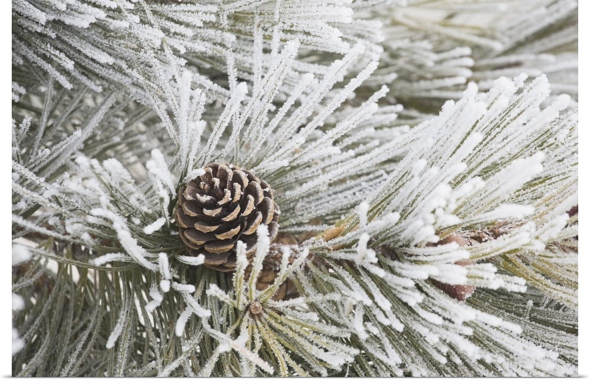 GBC | "Frost Covered Pine Needles And A Pine Cone, Calgary, Alberta ...